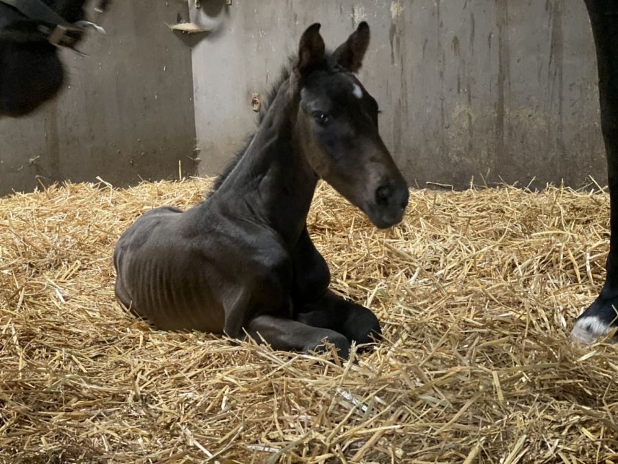 Black Foal